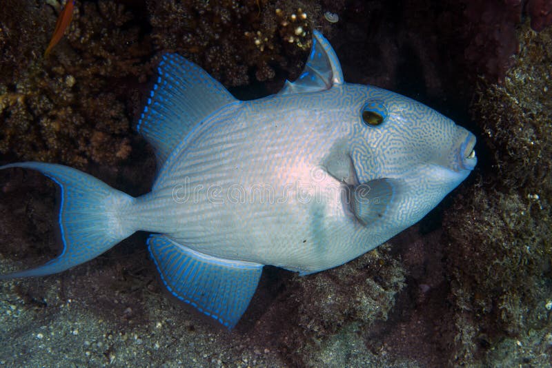 A Blue Triggerfish Pseudobalistes Fuscus in the Red Sea Stock Photo ...