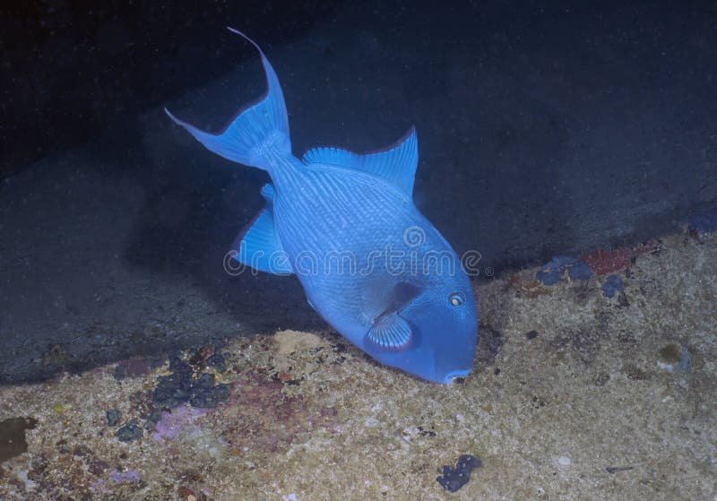 A Blue Triggerfish (Pseudobalistes Fuscus) in the Red Sea Stock Image ...