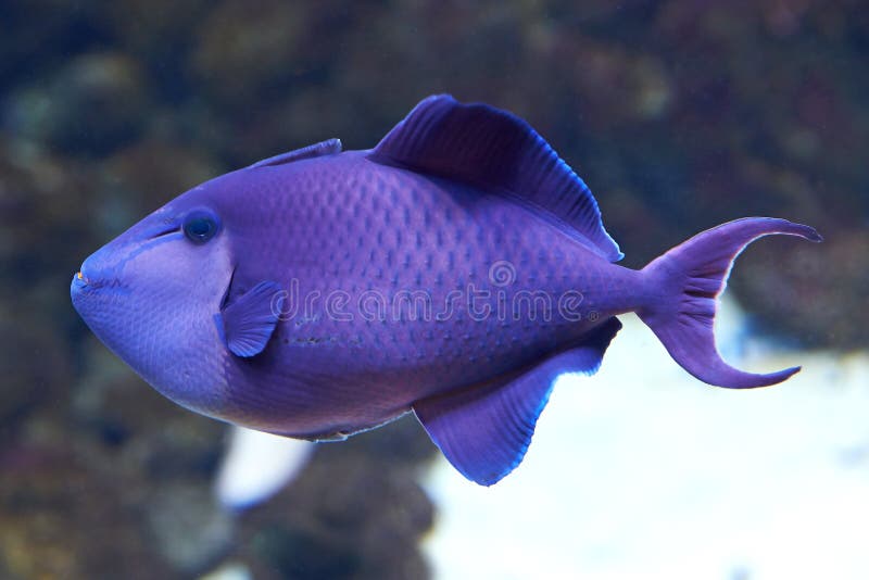 Blue Triggerfish (Pseudobalistes Fuscus) Stock Photo - Image of ocean ...
