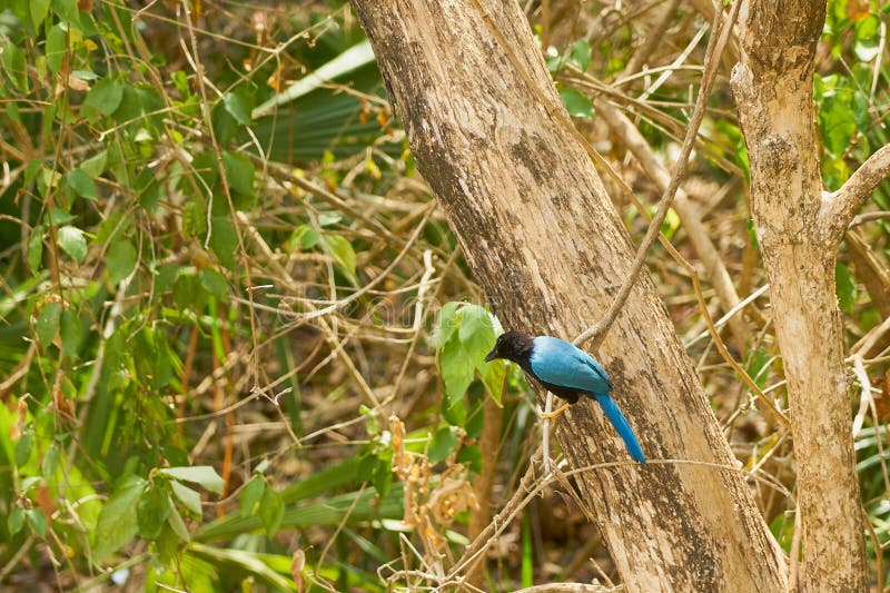 A Blue Tropical Bird on the Tree. Stock Image - Image of blue, outdoor ...