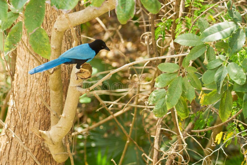A Blue Tropical Bird on the Tree. Stock Photo - Image of isolated ...