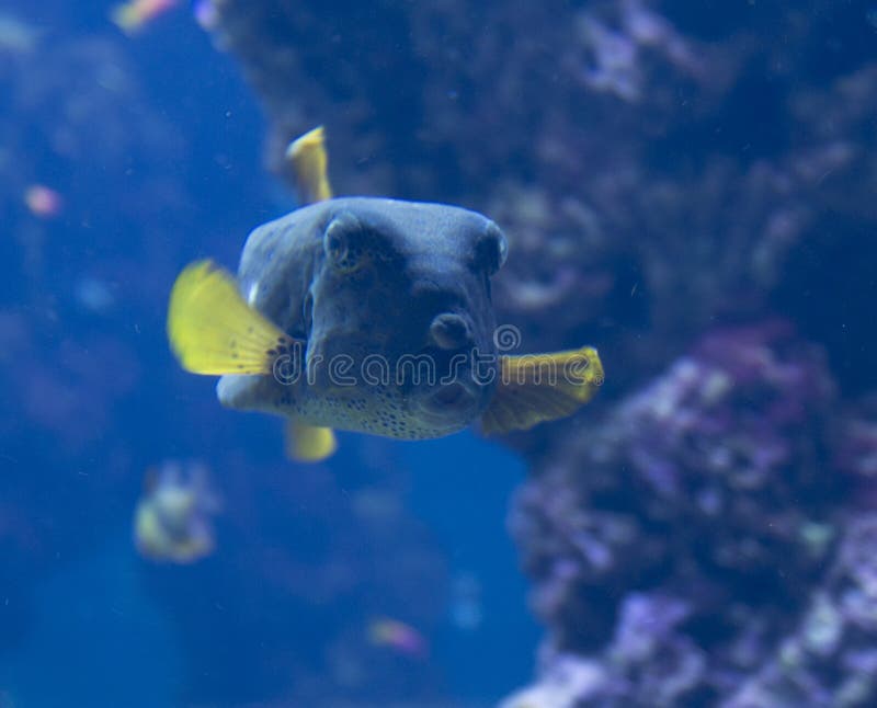 Blue tropical Box-fish stock photo. Image of saltwater - 71072578