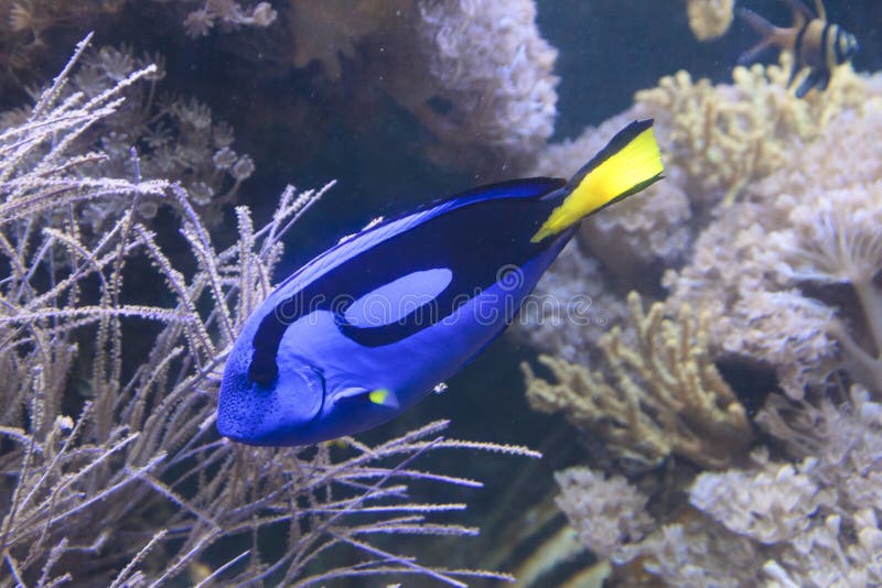 Blue tropical fish stock image. Image of swims, wild - 16330517
