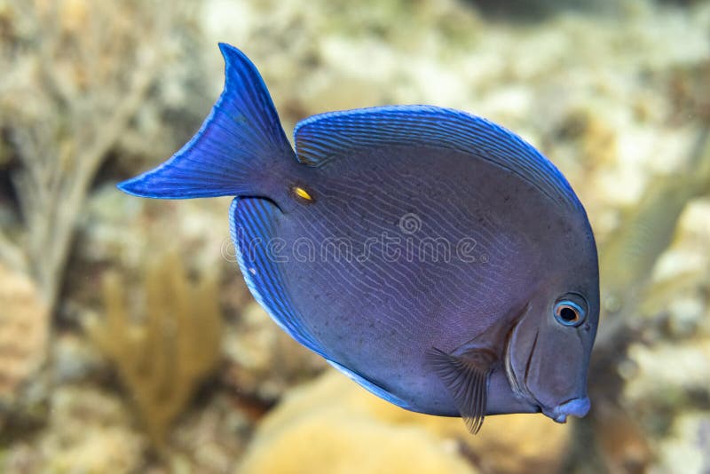 Blue Tropical Fish Swimming Underwater Stock Photo - Image of habitat ...