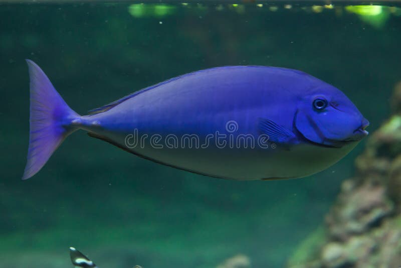 Blue tropical fish. stock photo. Image of aquarium, fishes - 70339988