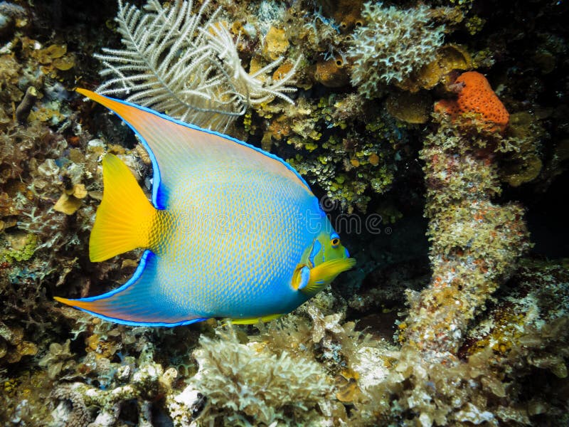 Blue Tropical Queen Angel Fish On Coral Reef Stock Photo - Image: 25732330