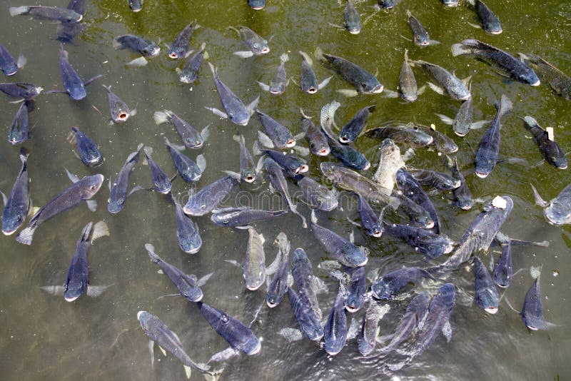 Blue Trout 1 stock image. Image of open, mouth, sunny - 42148339