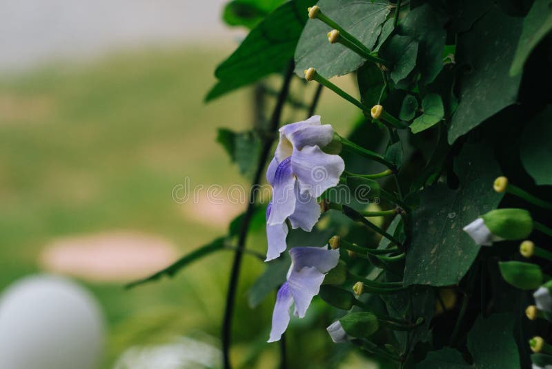 Pink rose in garden stock photo. Image of bloomer, plant - 88934380