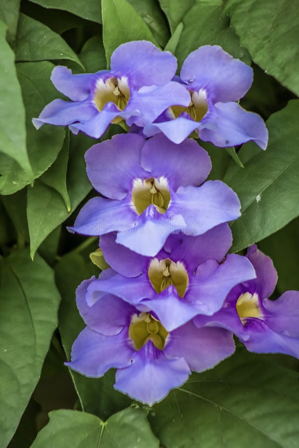 Blue Trumpet Vine . Multiple Blooms Stock Image - Image of garden ...