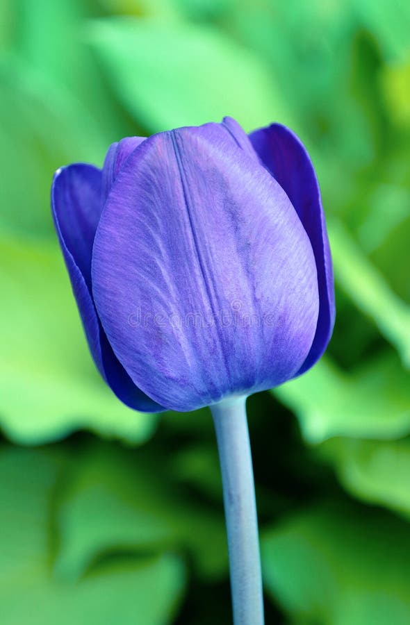 Blue tulip flower stock photo. Image of biology, natural - 98878064