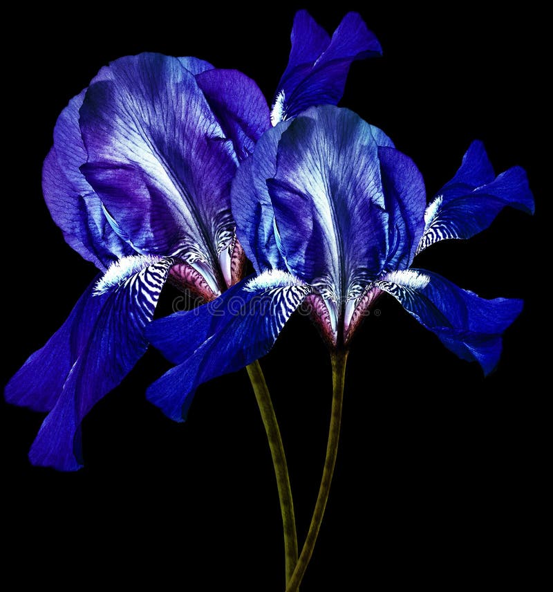 Blue Tulip Flowers on Black Isolated Background. for Design. Closeup ...