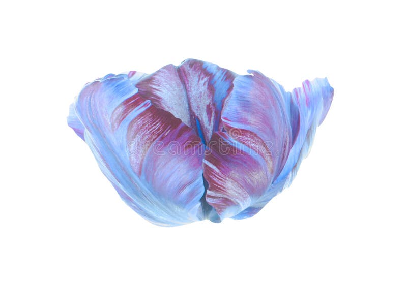 Blue tulip flower isolated stock image. Image of multicolored - 120529361