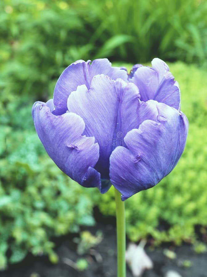 Blue tulip stock photo. Image of beautiful, flora, blue - 60816722