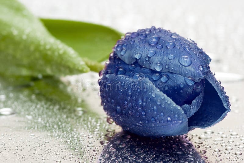 Blue Tulip with Water Drops Stock Image - Image of flowerbed, design ...