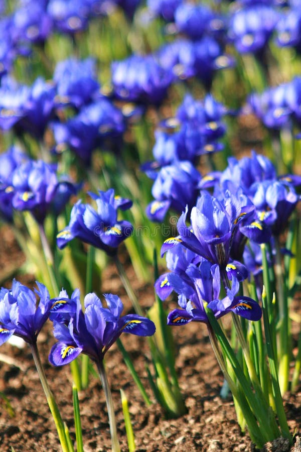 Blue Tulips stock photo. Image of nature, park, landscape - 11103930