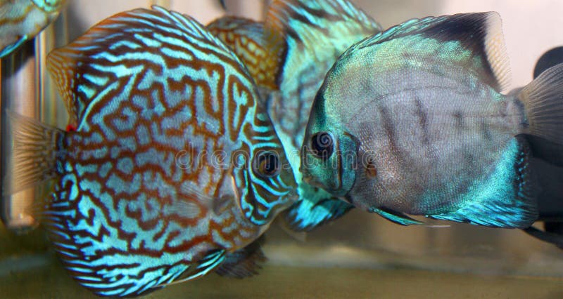 Blue Turquoise Discus Fish stock image. Image of plant - 5619321