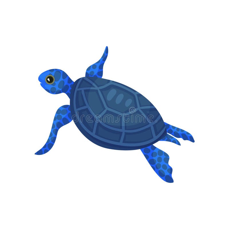 Turtle Top View, Carapace, Crawling, Sketch, Vector Stock Vector ...