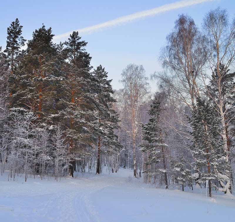 Blue Twilight in the Winter Forest. Stock Image - Image of light, area ...