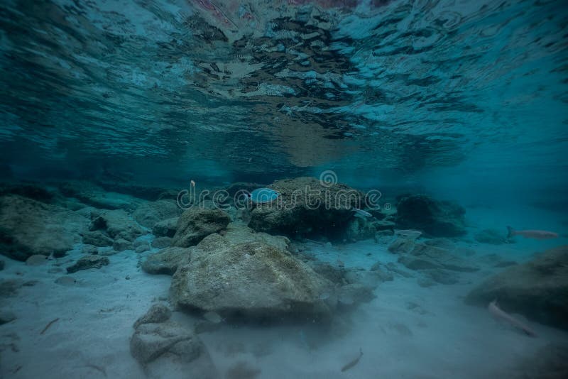 BLUE UNDER WATER, Sea or Ocean Underwater Coral Reef Stock Image ...