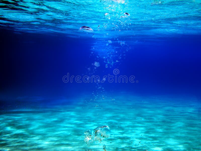 Underwater: blue fish stock image. Image of aquarium - 15673203