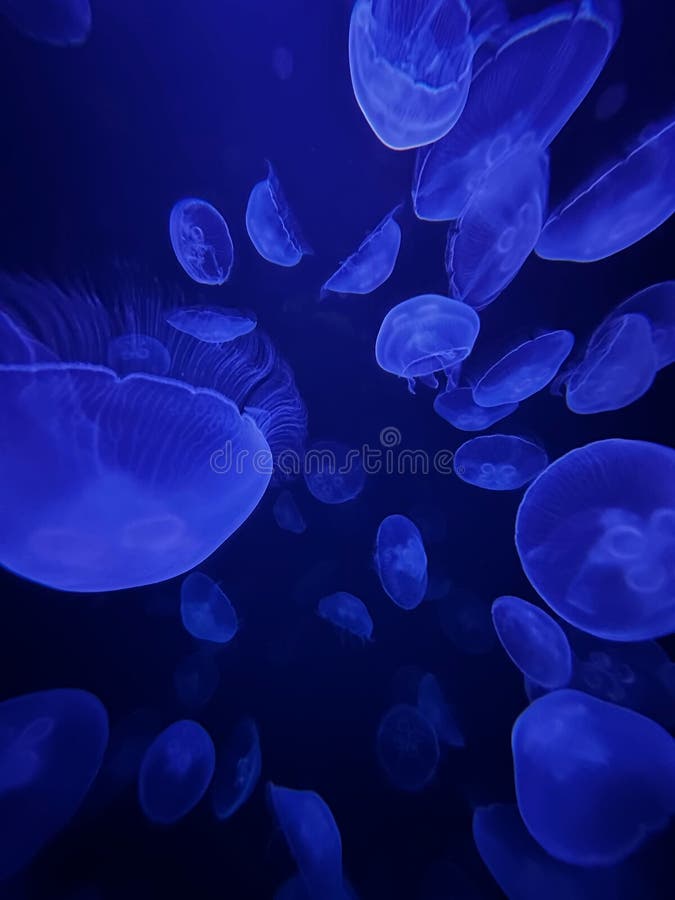 Blue Underwater Scene with Multiple Moon Jellyfish. Stock Image - Image ...