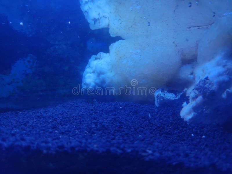 Blue Underwater Vibes and White Coral Stock Image - Image of underwater ...
