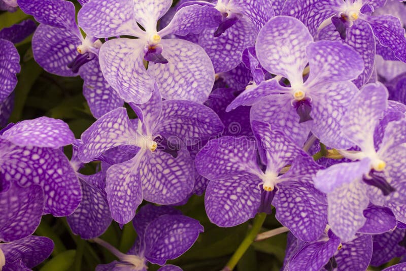 Blue Vanda Vanda Coerulea stock photo. Image of plant - 219816762
