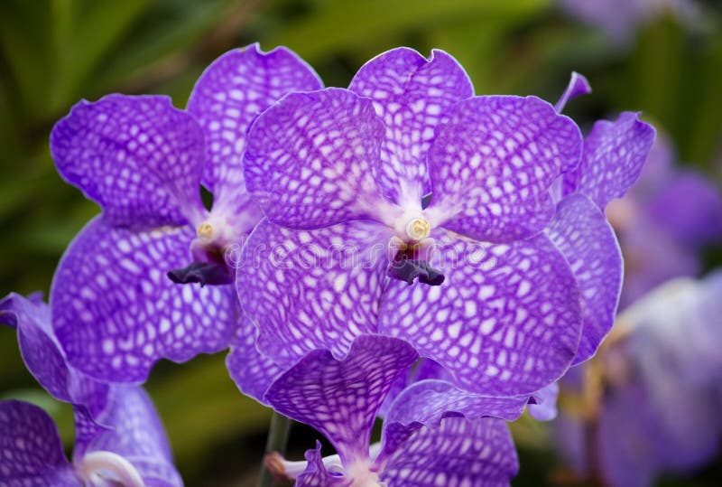 Blue vanda orchid flower stock image. Image of blue, aromatic - 50014815