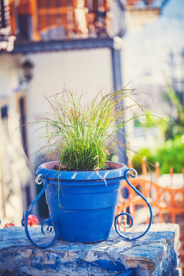 Blue Vintage Flower Pot with Green Grass Stock Photo - Image of ...