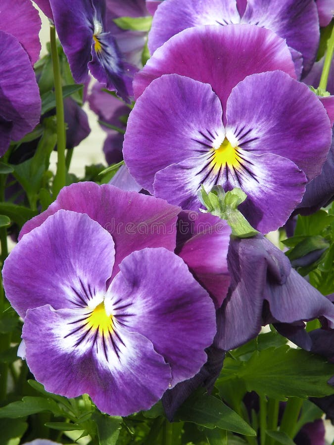 Blue viola stock image. Image of leaves, flowers, viola - 14338089