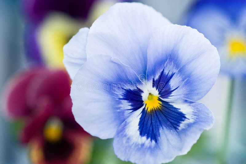 Blue Viola stock photo. Image of springtime, viola, botany - 5373760