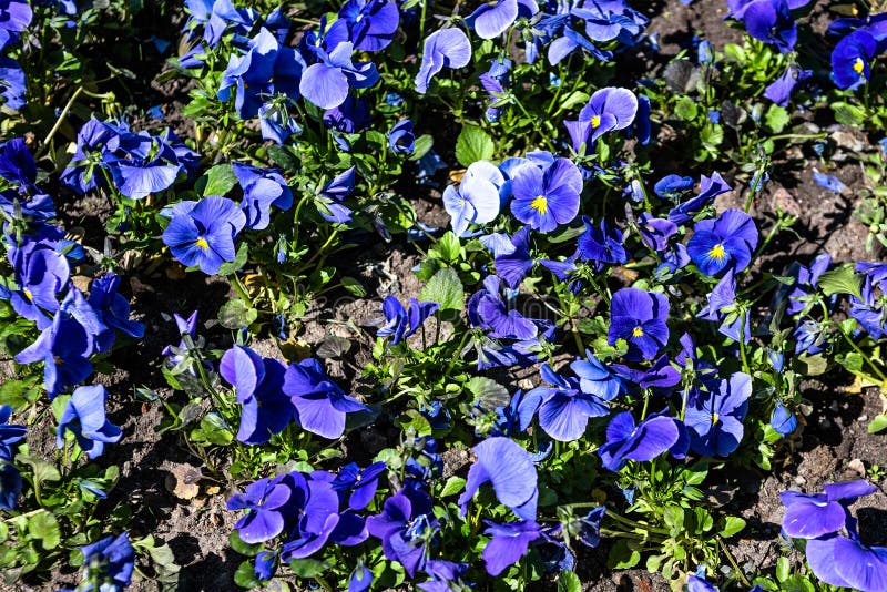 Core Flower Yellow Lily Closeup Stock Photo - Image of flowers, plant ...