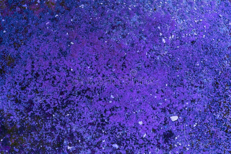 Blue or Violet Abstract Organic Background. Close Up Texture. Photo for ...