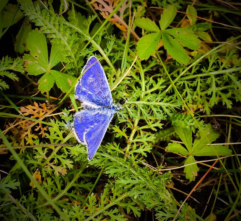 Violet and butterfly stock image. Image of peace, harmony - 16827171