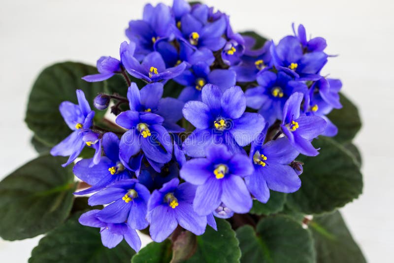 Blue Violet Flowers, Close-up Stock Photo - Image of floral ...