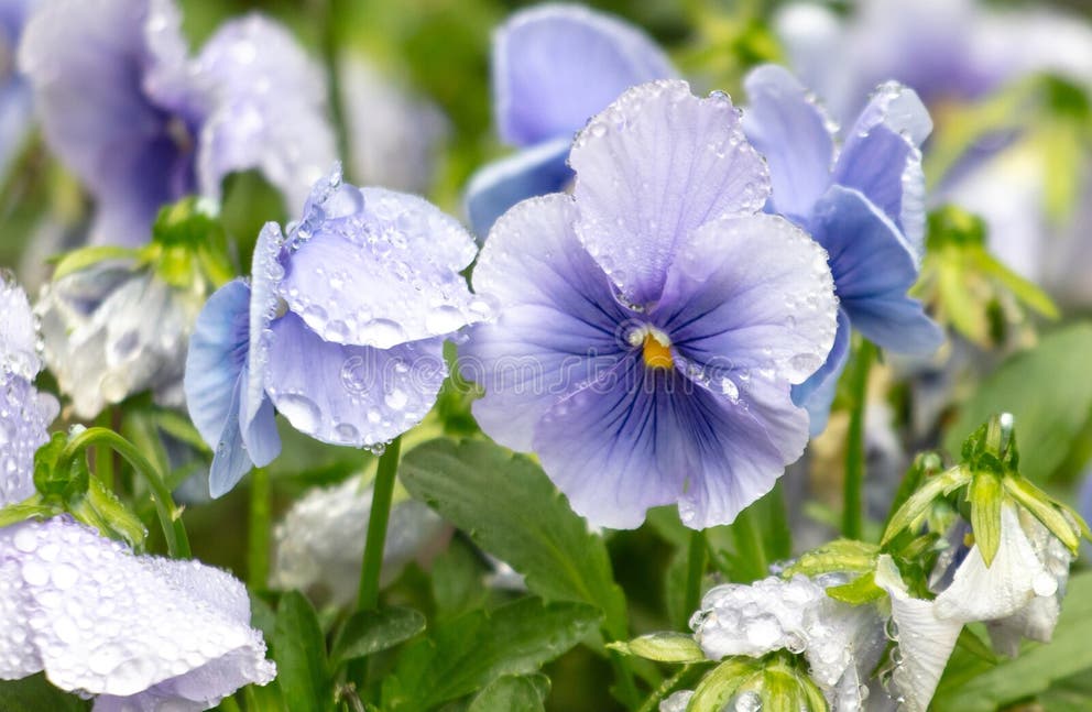 Blue Violet Flowers in Drops of Water Stock Photo - Image of blooming ...