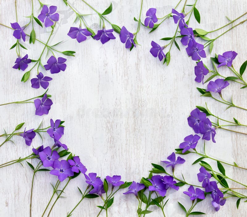 Blue Violet Flowers Periwinkle on a White Wooden Table with Space for ...