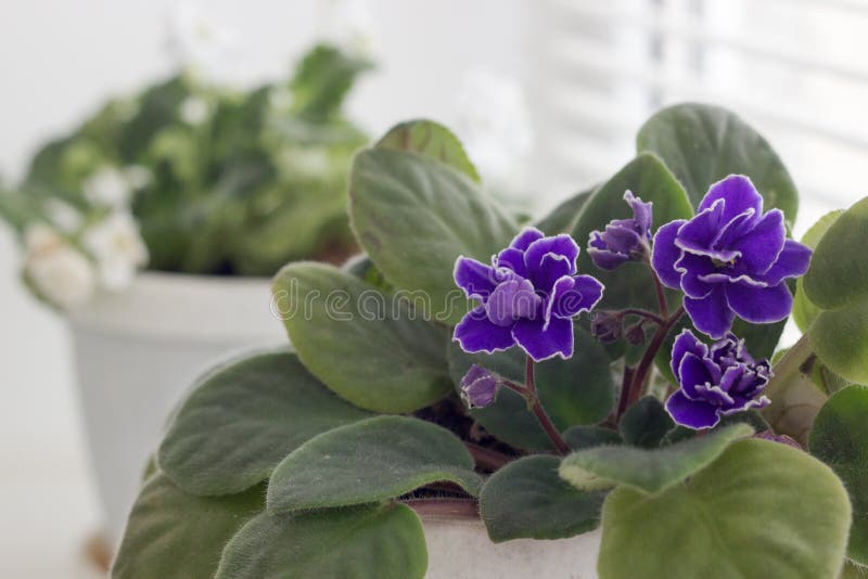 Blue Violet. Flowers in Pots on Windowsi Stock Image - Image of fresh ...