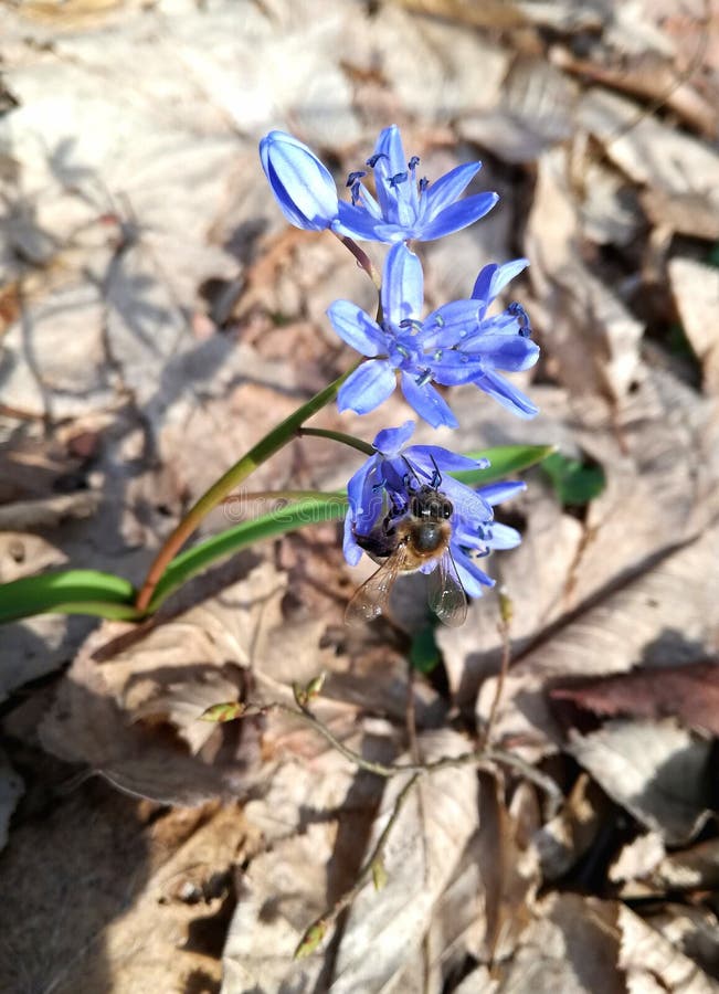 Blue Violet. Honey bee. stock image. Image of insect - 87957781