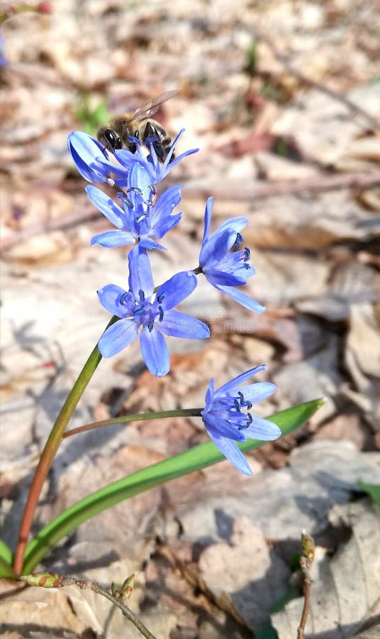 Blue Violet. Honey bee. stock photo. Image of blue, petal - 87958338