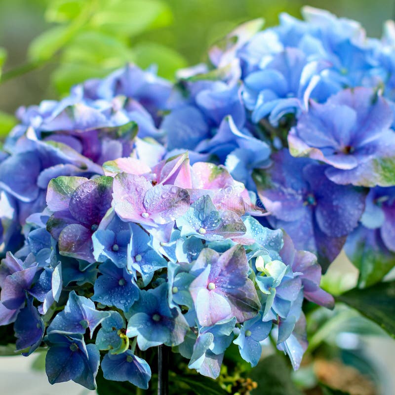 Blue and Violet Hydrangea Flowers with Drops of Dew a Window Sill Stock ...