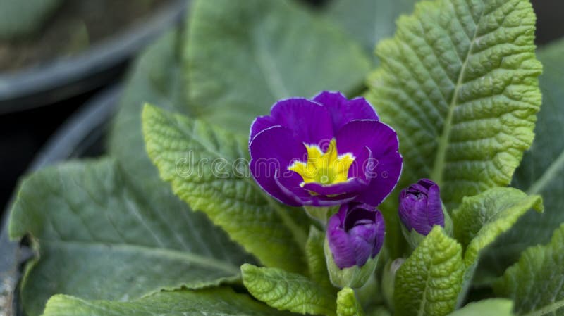 Blue-violet Primrose Plant in Spring Stock Image - Image of leaves ...