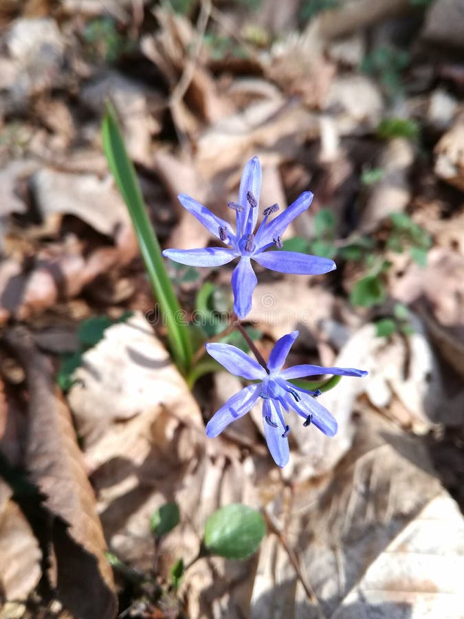 Blue Violet. stock photo. Image of purple, color, season - 87958158