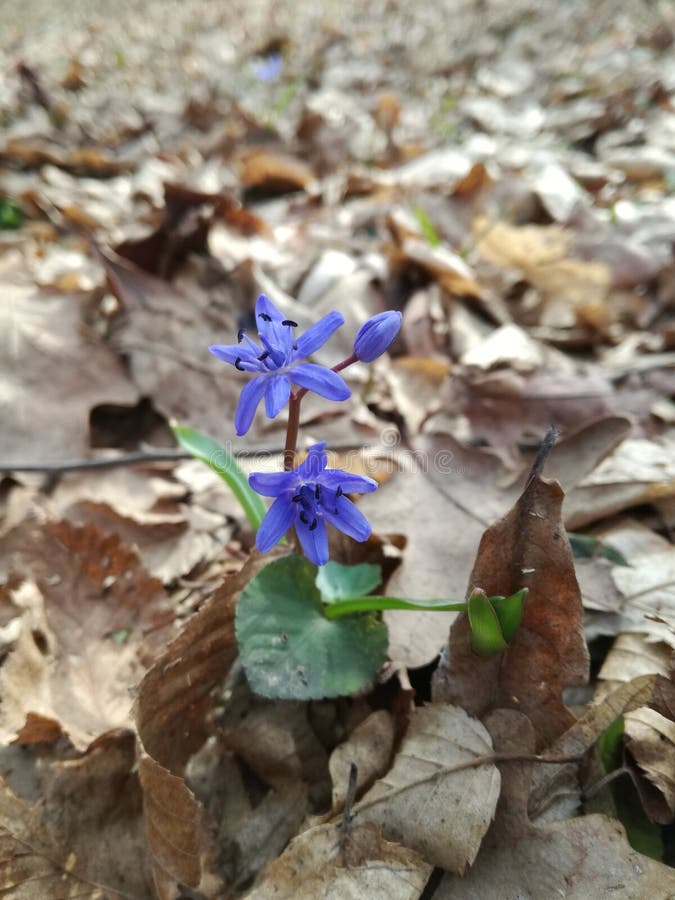 Blue Violet stock image. Image of spring, leaves, violet - 87958991