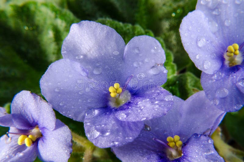 Darafeja - Photographer profile