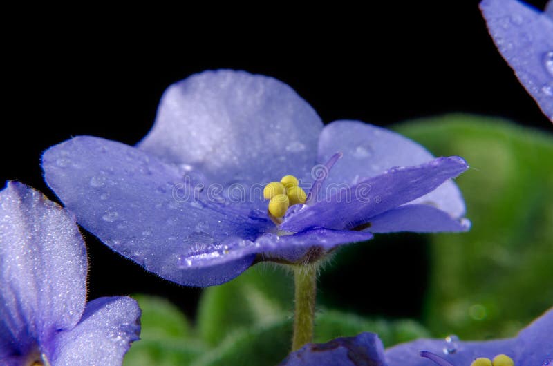 Blue Violet with Water Drops Isolated on Black. Stock Photo - Image of ...