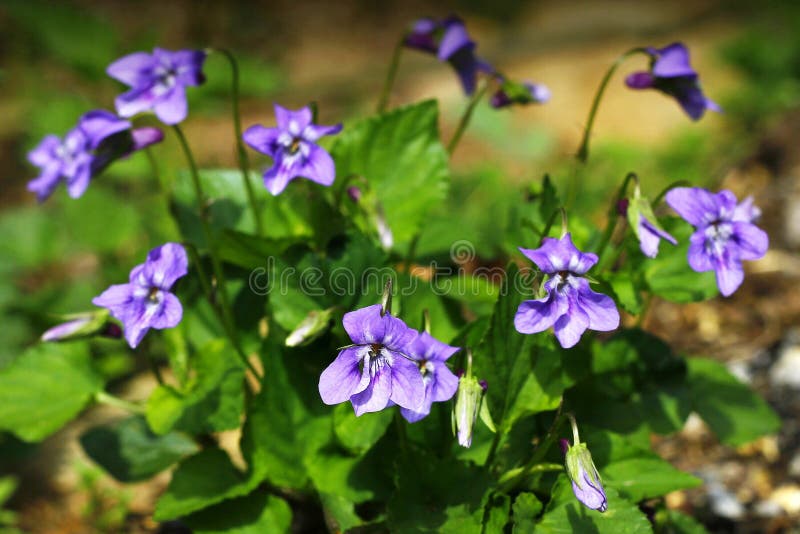 Blue violets stock image. Image of plant, color, colorful - 31708811