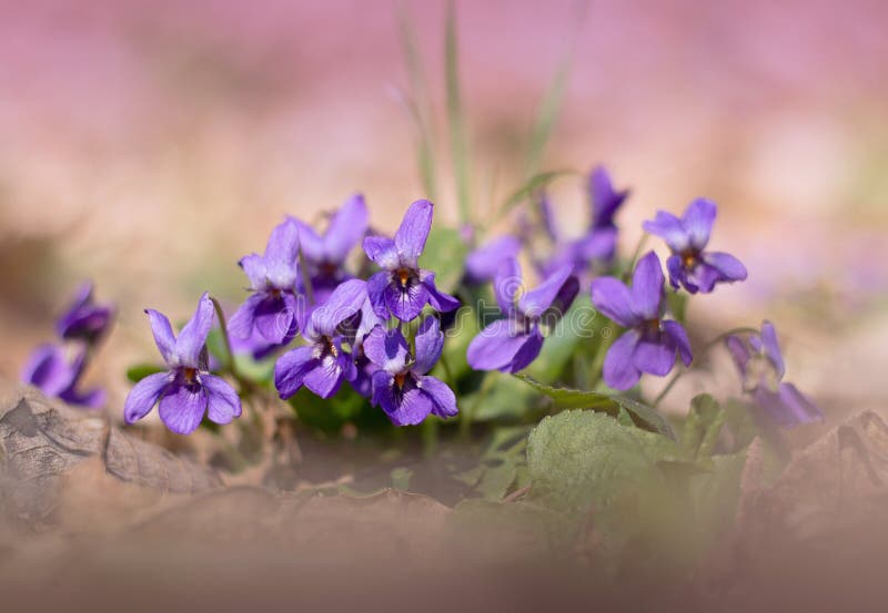 Blue violets stock photo. Image of herbal, close, natural - 70523638