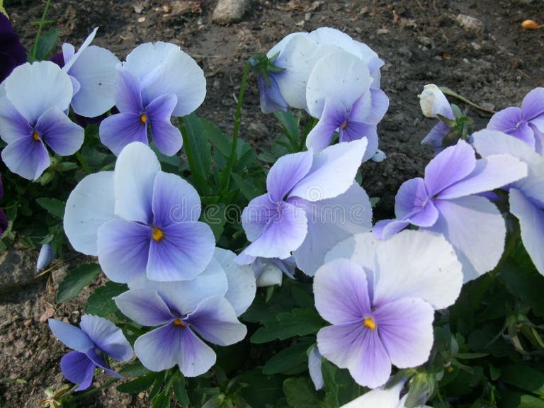 Blue violets stock image. Image of flowerbed, gentle - 76907767