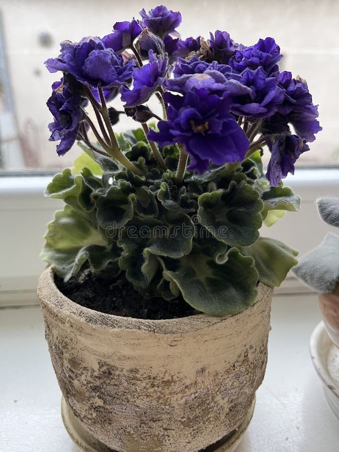 Blue Violets on the Windowsill in a Pot on a Light Background Stock ...